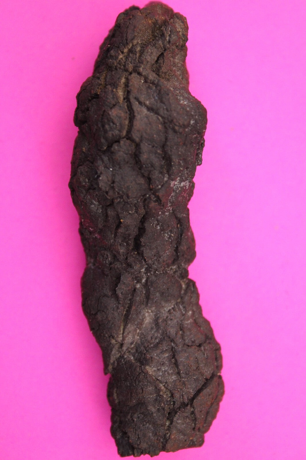 Giant Lizard Poop 5 Million Years Old Coprolite Genuine Fossil Dino Gi ...